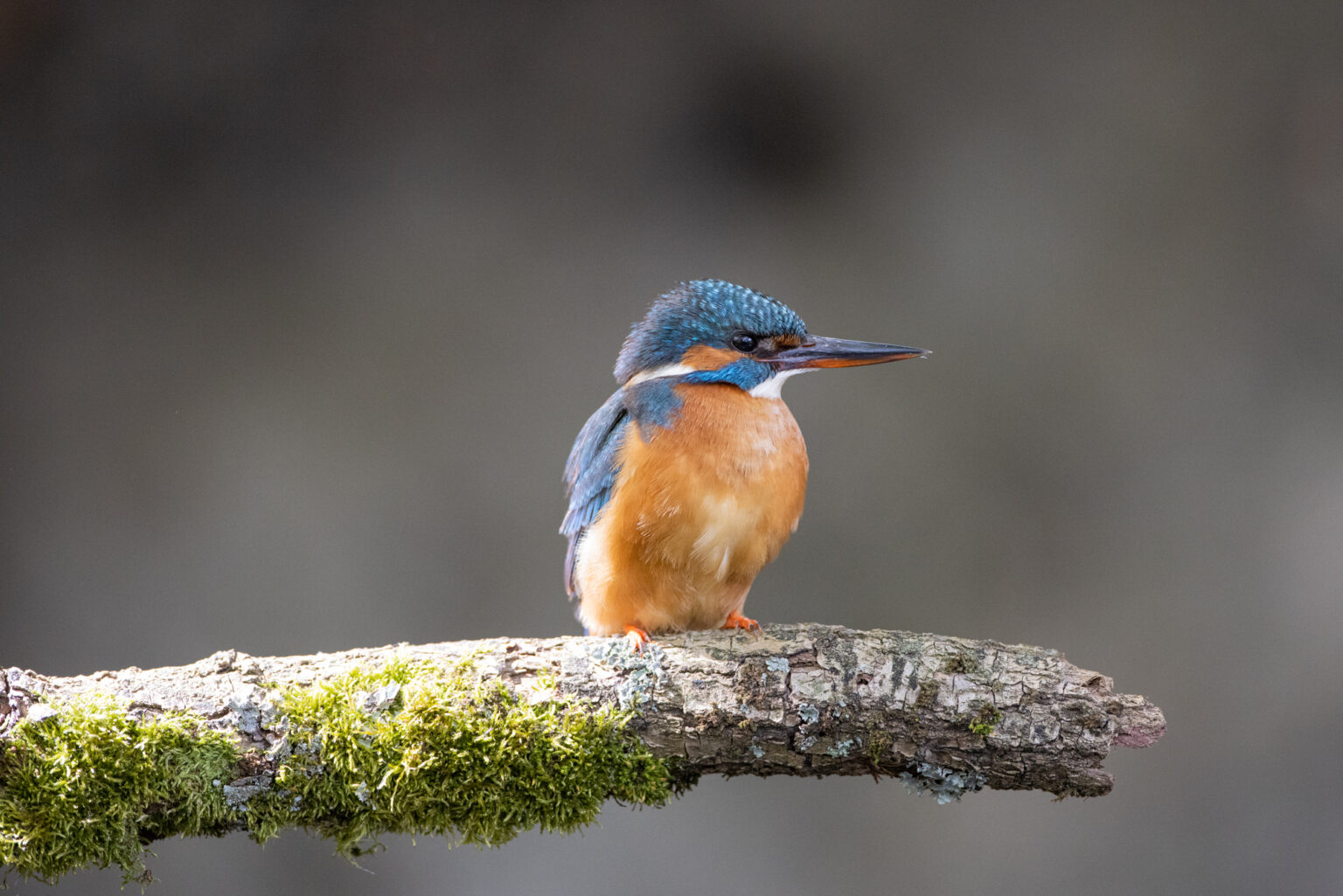 Het verschil tussen een ijsvogel mannetje en vrouwtje uitgelegd